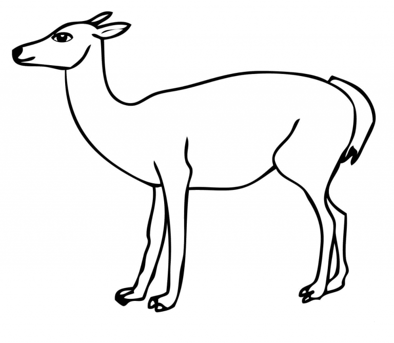 South American Guanaco coloring page - ColouringPages