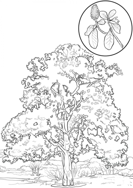 Southern Magnolia Tree coloring page - ColouringPages