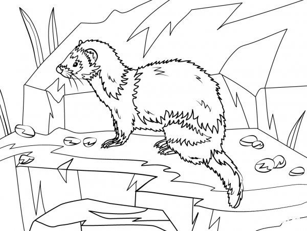 Steppe Polecat coloring page - ColouringPages
