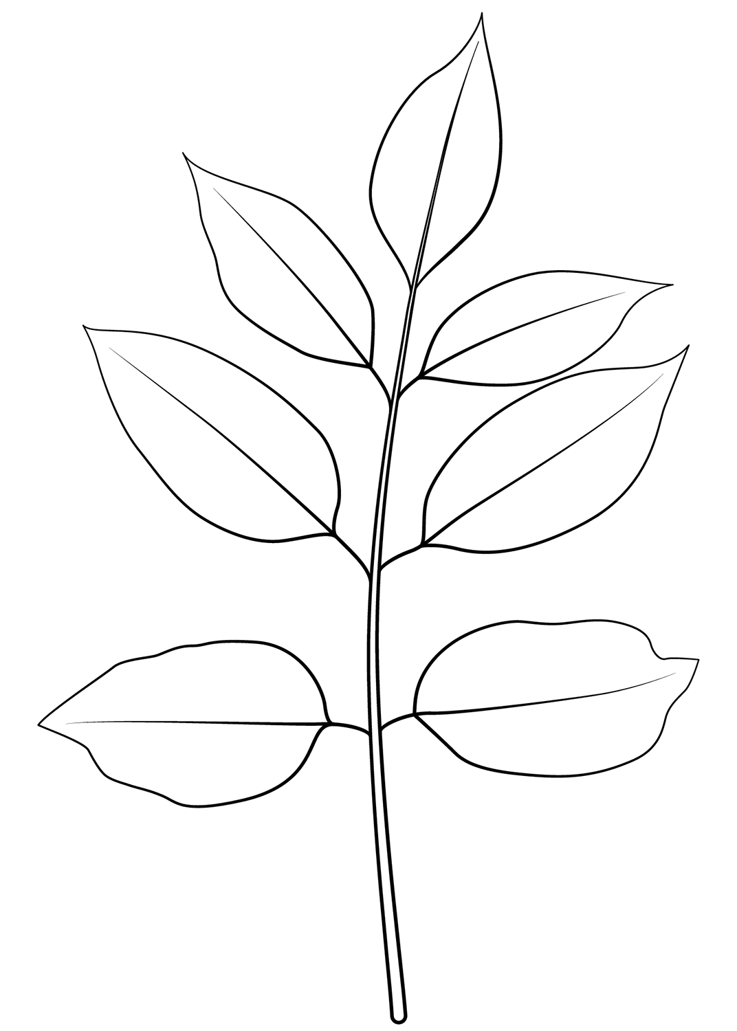 Texas Ash Leaf coloring page - ColouringPages
