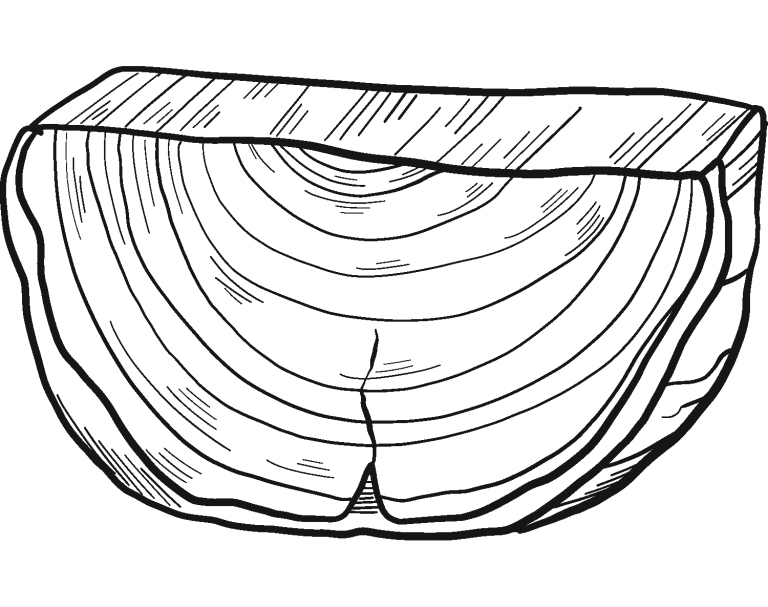 Tree Trunk coloring page - ColouringPages