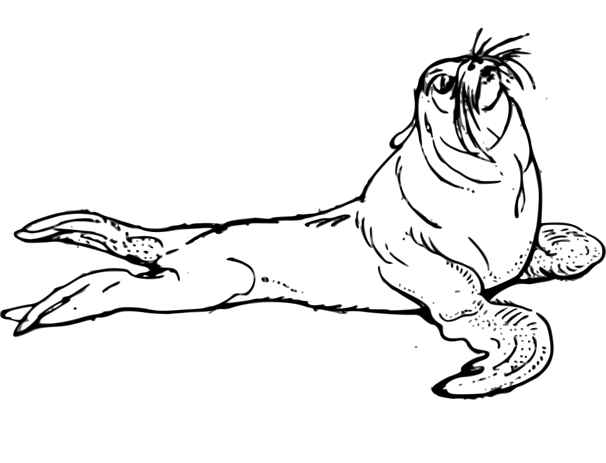 Basic Seal coloring page - ColouringPages