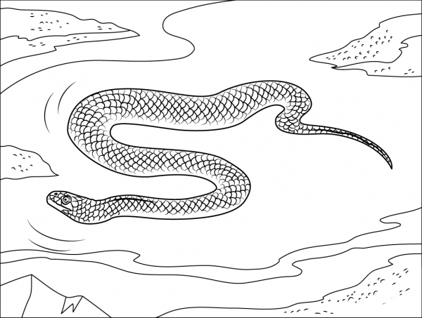Beaked Sea Snake coloring page - ColouringPages