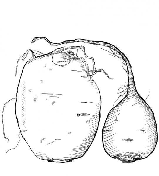 Beet coloring page - ColouringPages
