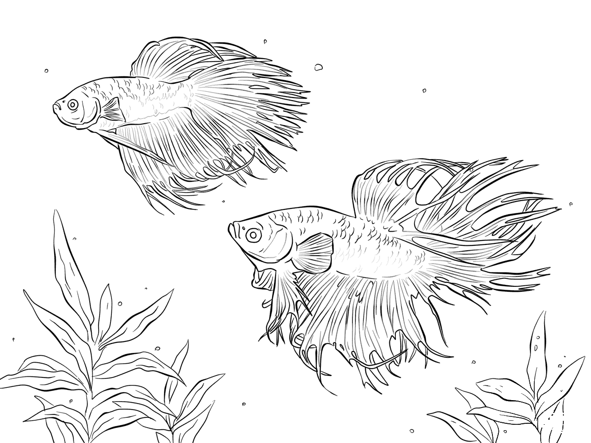 Two Siamese Fighting Fishes coloring page - ColouringPages
