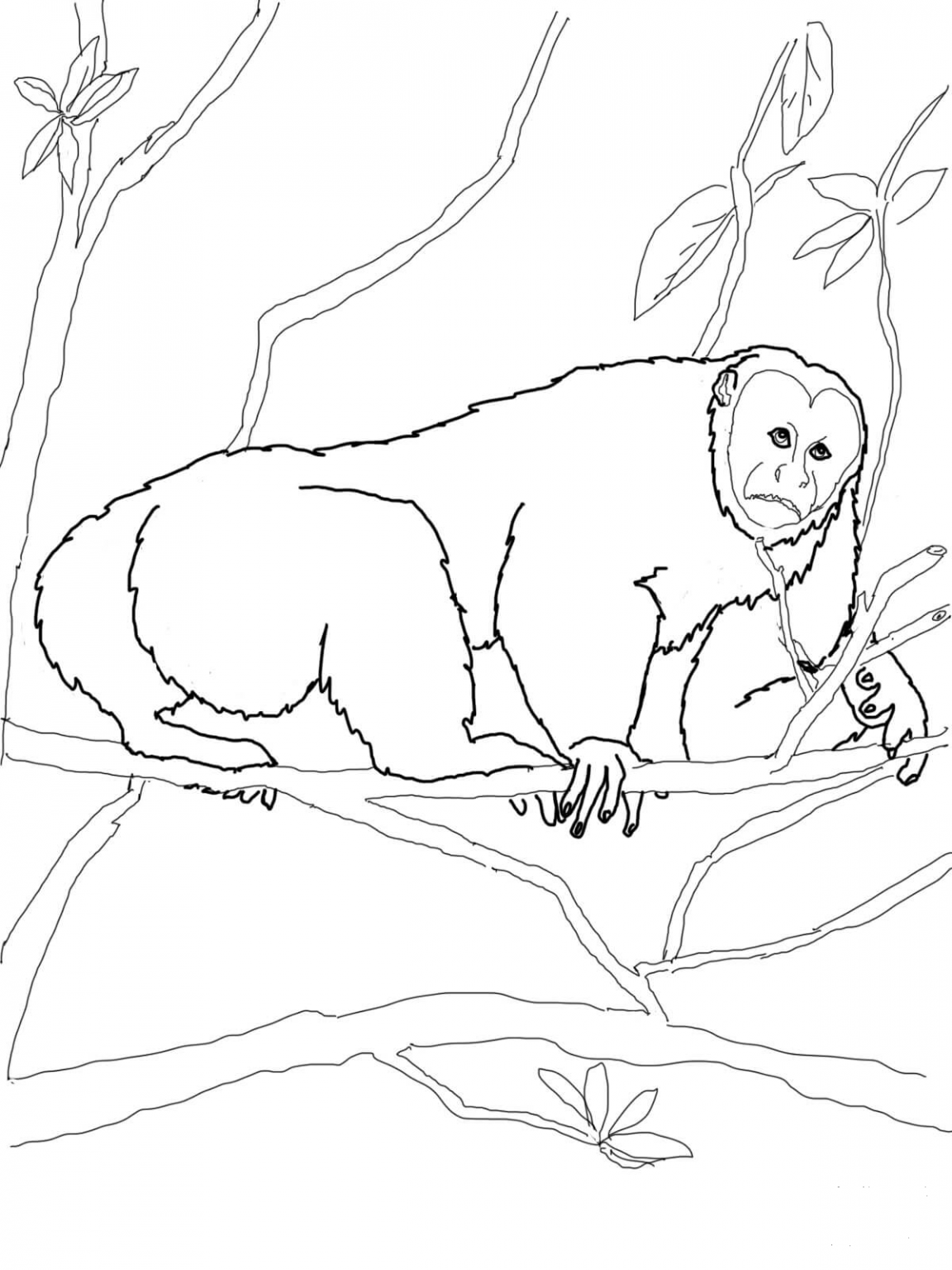Uakari Monkey coloring page - ColouringPages