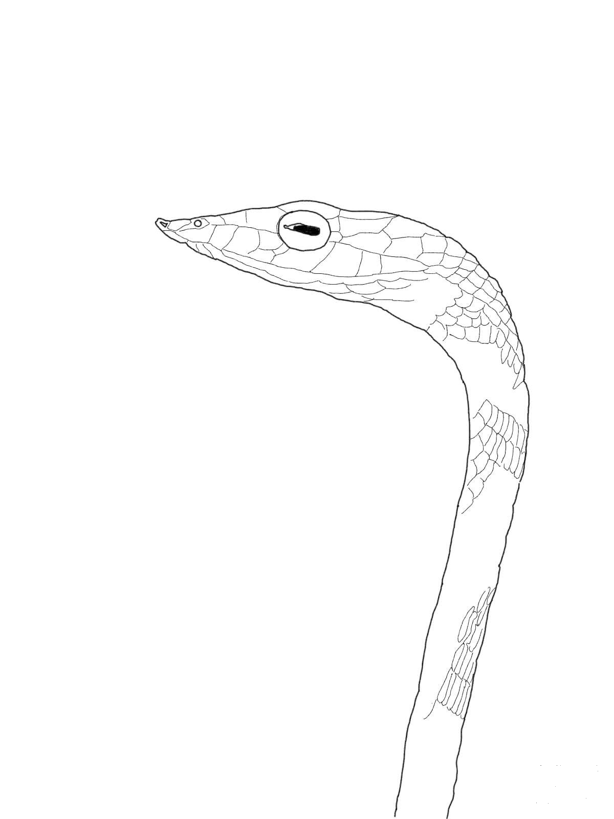 Vine Snake coloring page - ColouringPages