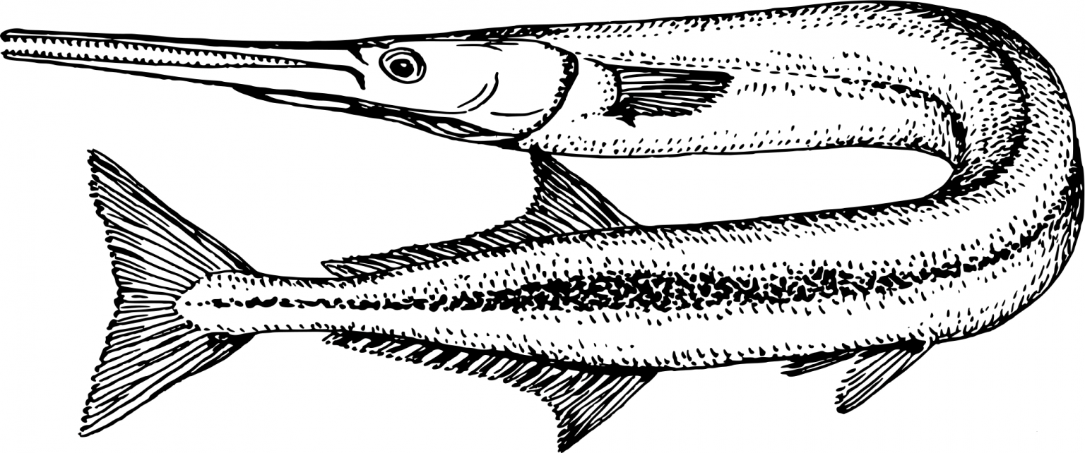 Vintage Garfish coloring page - ColouringPages
