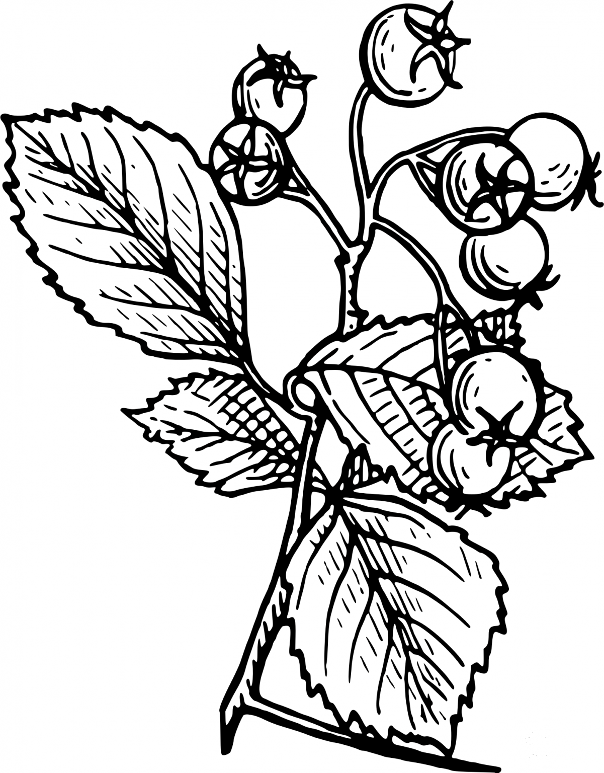 Vintage Hawthorn coloring page - ColouringPages