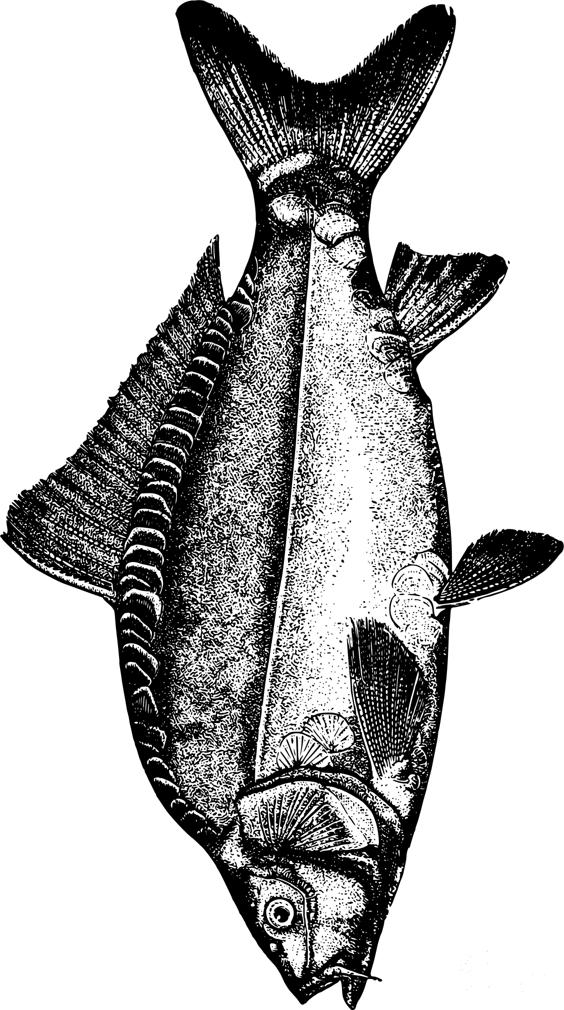 Vintage Mirror Carp coloring page - ColouringPages