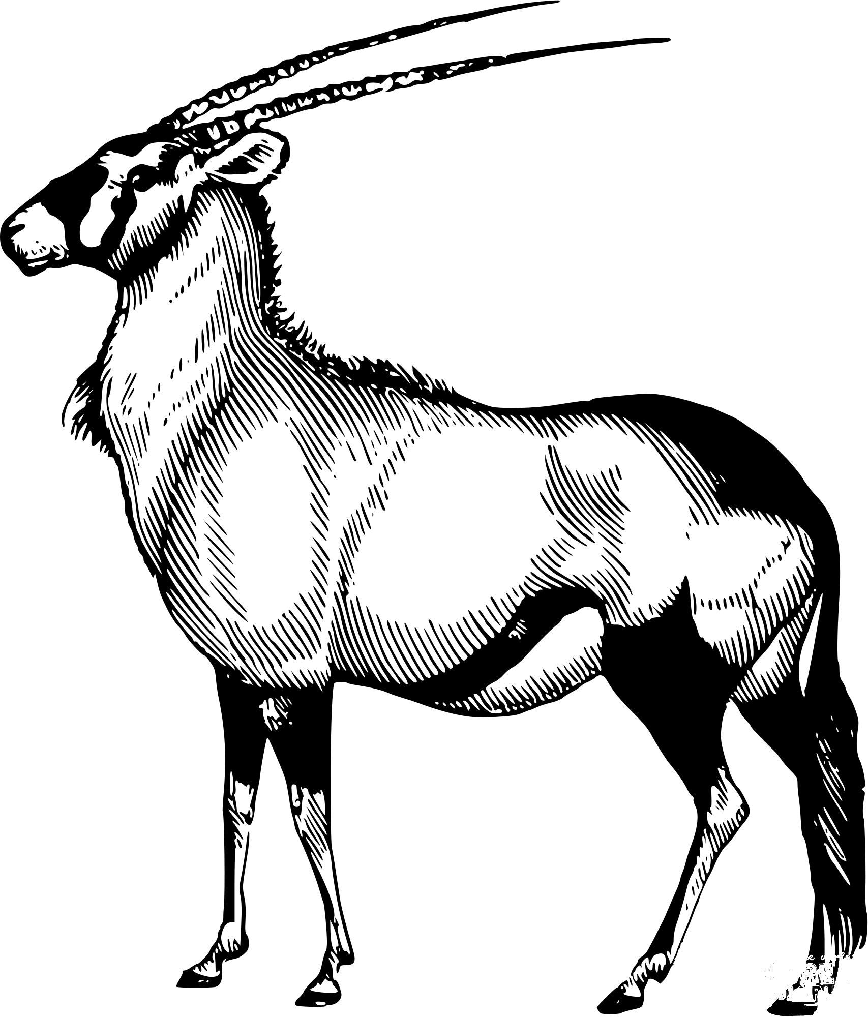 Vintage Oryx coloring page - ColouringPages