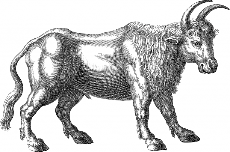 Vintage Ox Line Art coloring page - ColouringPages
