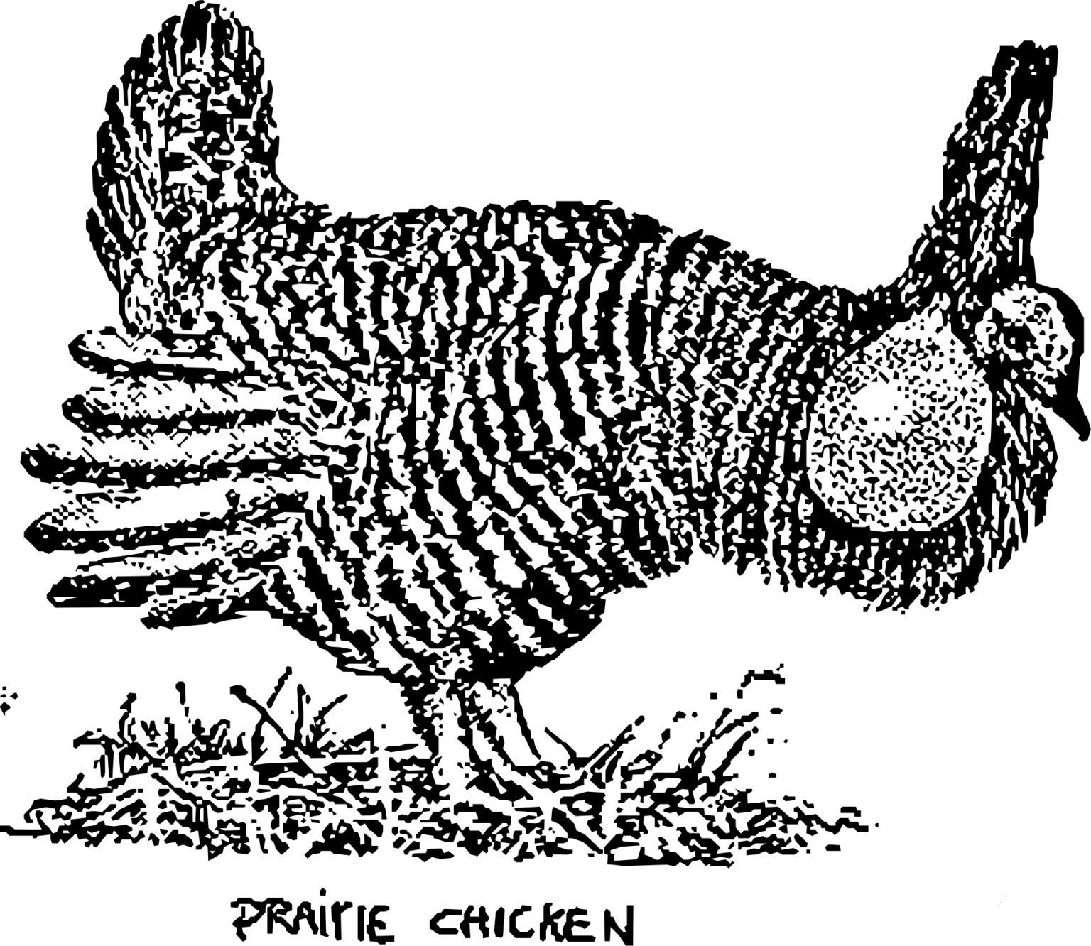 Vintage Prairie Chicken coloring page - ColouringPages