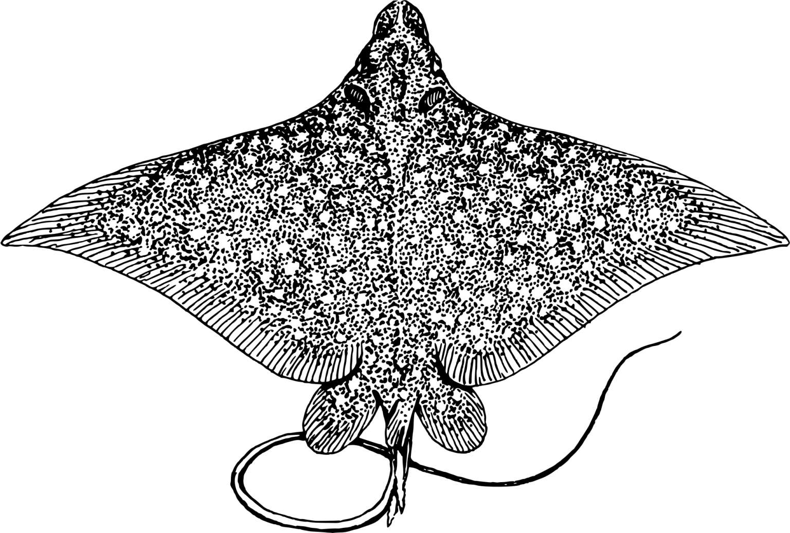 Vintage Ray coloring page - ColouringPages