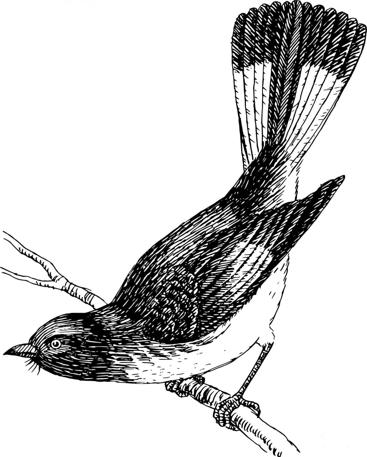 Vintage Redstart coloring page - ColouringPages
