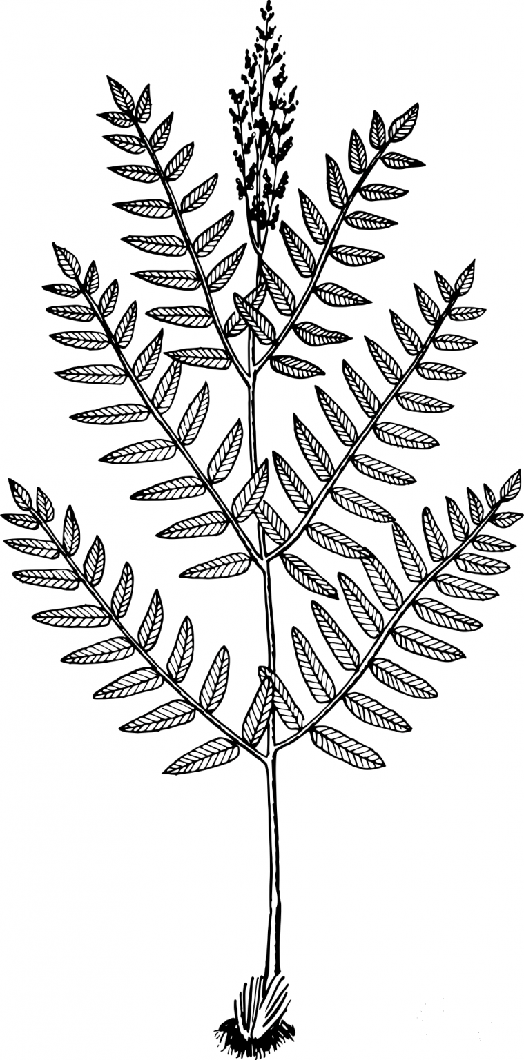 Vintage Royal Fern coloring page - ColouringPages