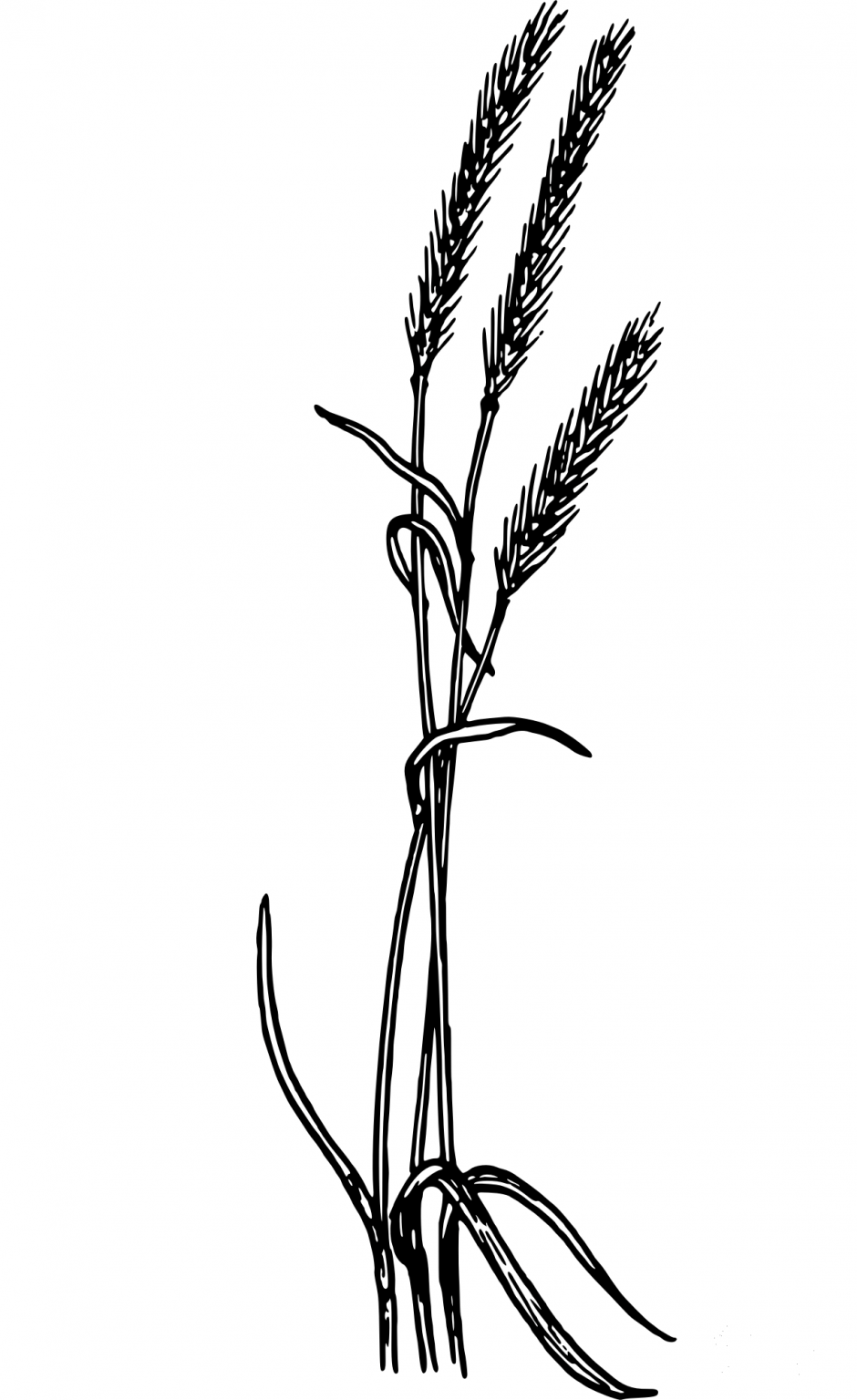 Vintage Rye coloring page - ColouringPages
