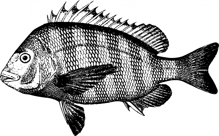 Vintage Sheepshead Fish coloring page - ColouringPages