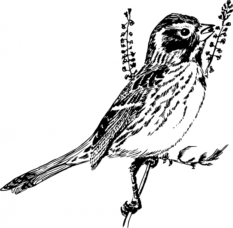 Vintage Song Sparrow coloring page - ColouringPages