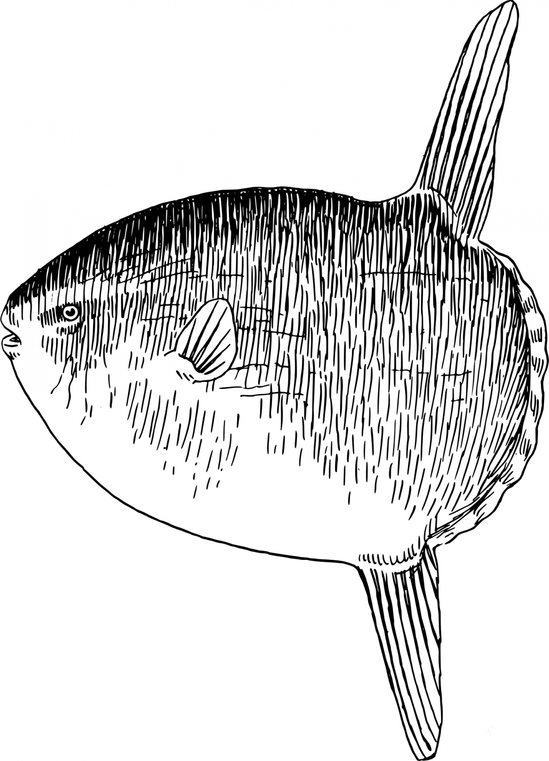 Vintage Sunfish coloring page - ColouringPages