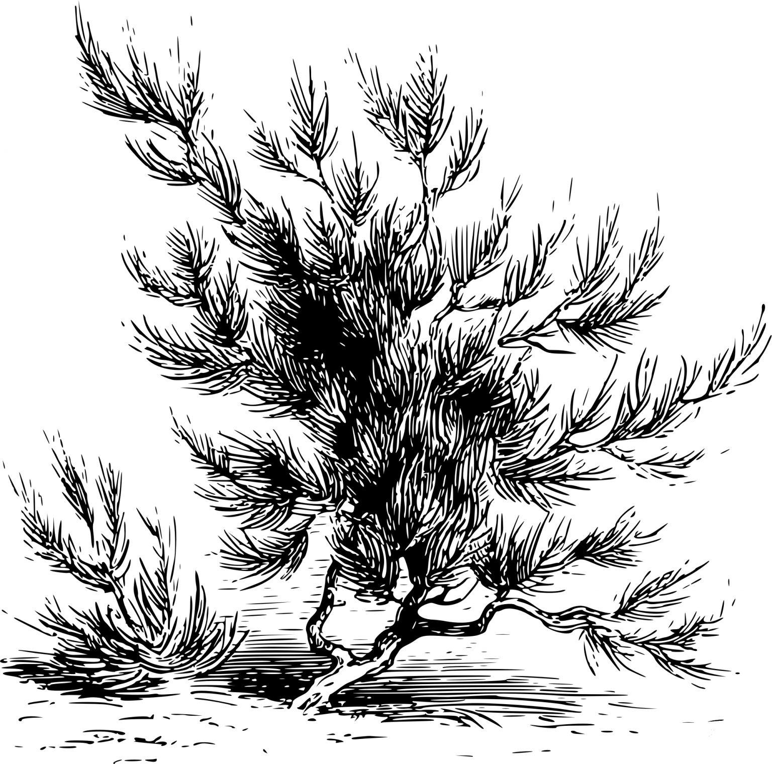 Vintage Tamarix Articulata coloring page - ColouringPages
