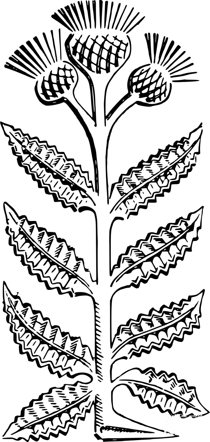 Vintage Thistle coloring page - ColouringPages