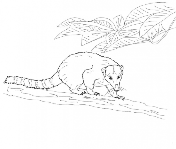 Western Mountain Coati coloring page - ColouringPages