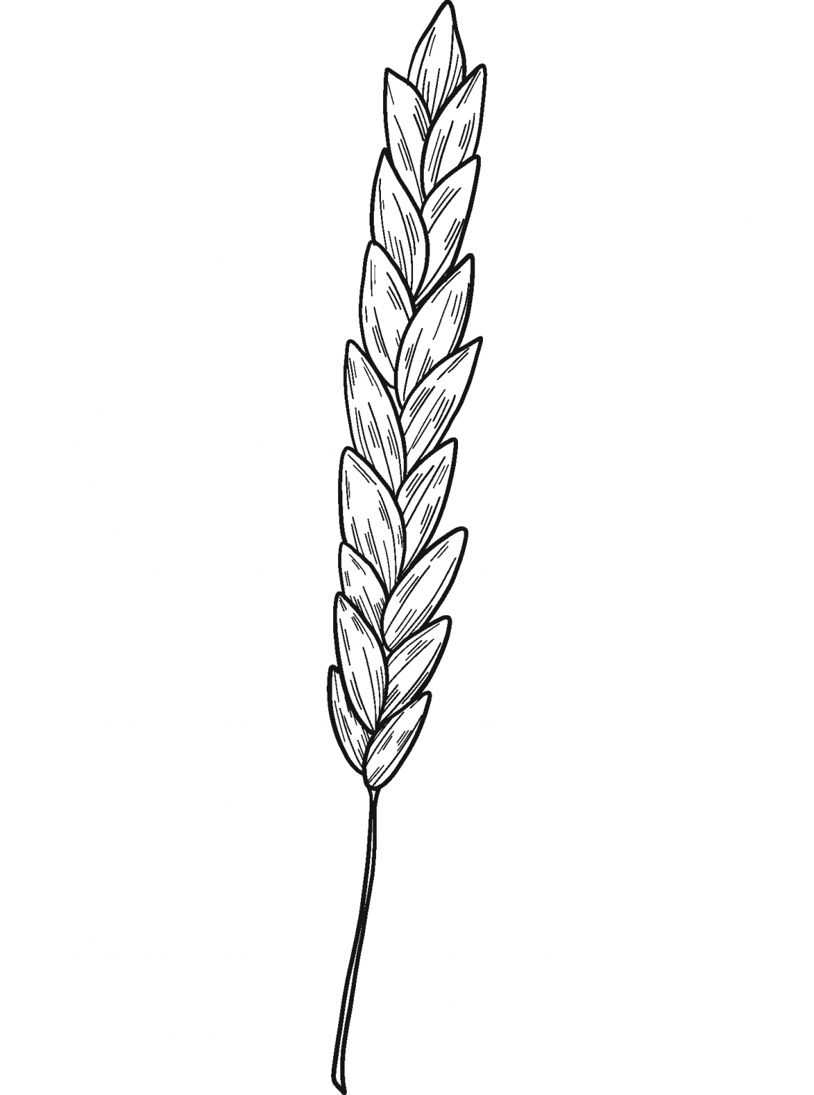 Wheat coloring page - ColouringPages