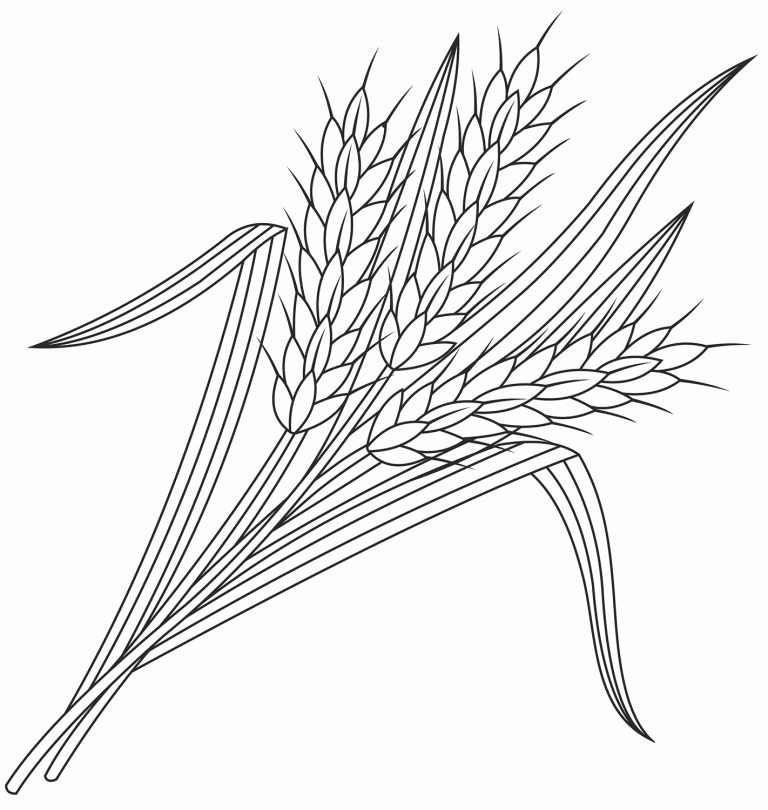 Wheat coloring page - ColouringPages