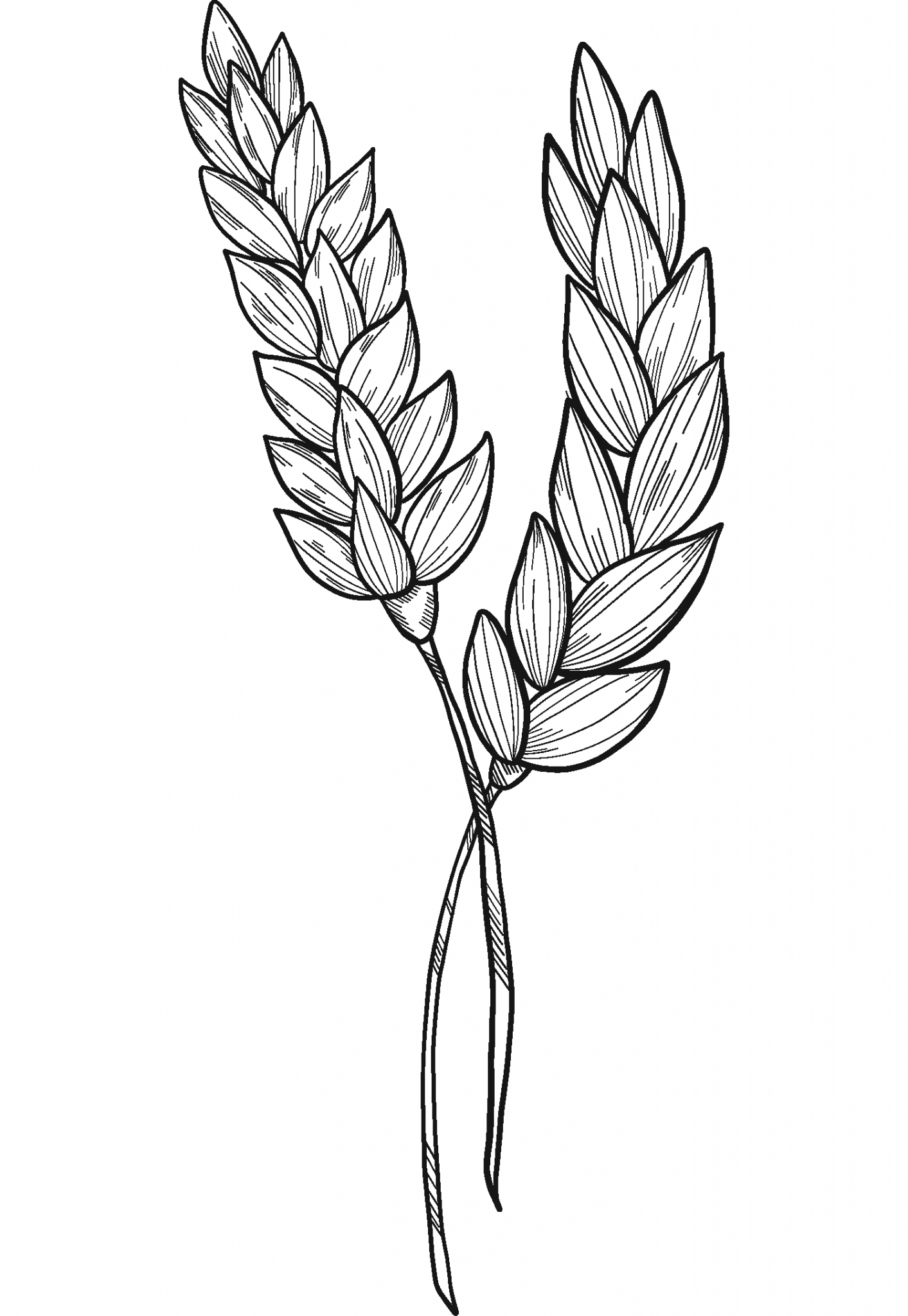 Wheat coloring page - ColouringPages