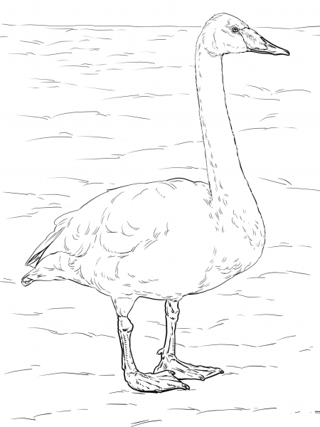 Whooper Swan coloring page - ColouringPages