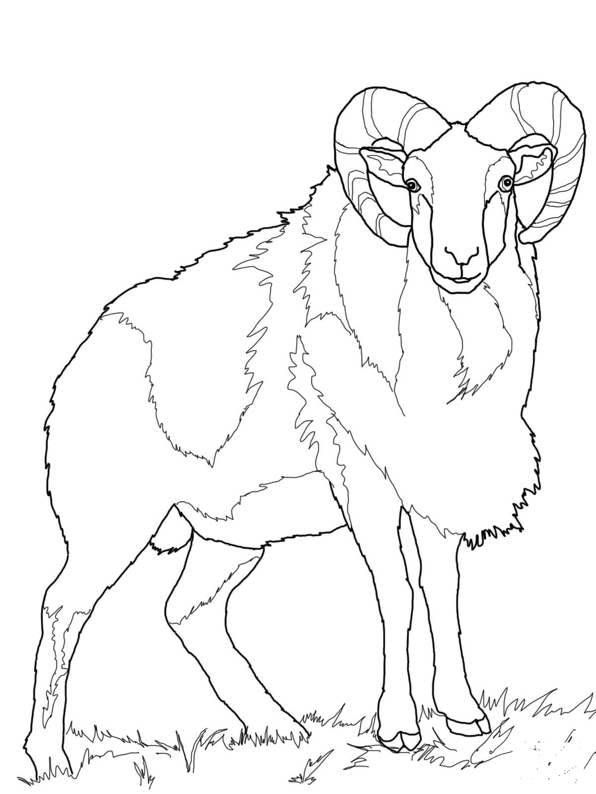 Wild Sheep Mouflon coloring page - ColouringPages