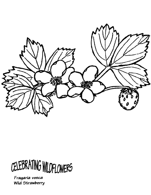 Wild Strawberry coloring page - ColouringPages