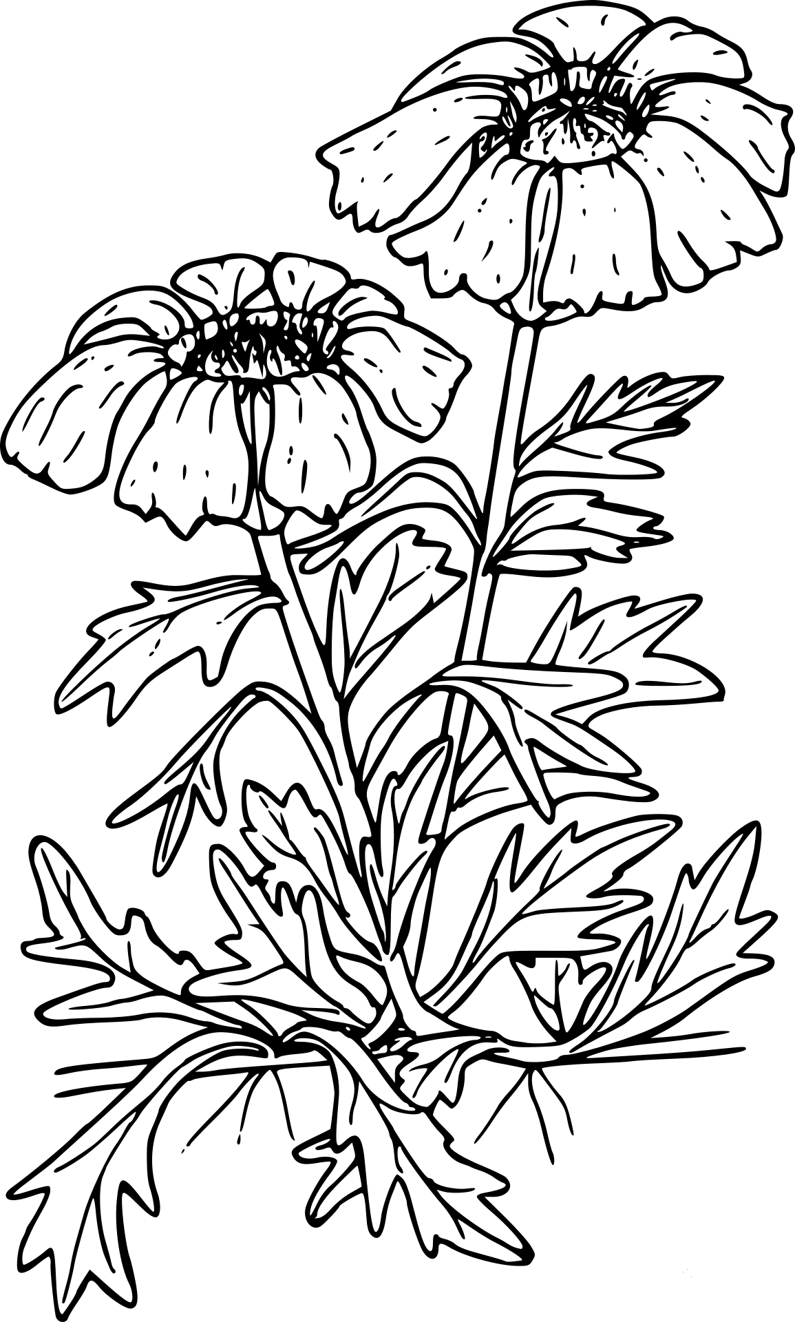 Wildflower coloring page - ColouringPages