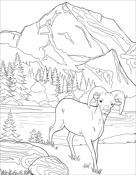 Bighorn Sheep coloring page - ColouringPages