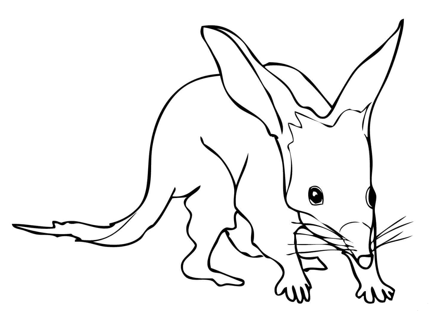 Bilby coloring page - ColouringPages