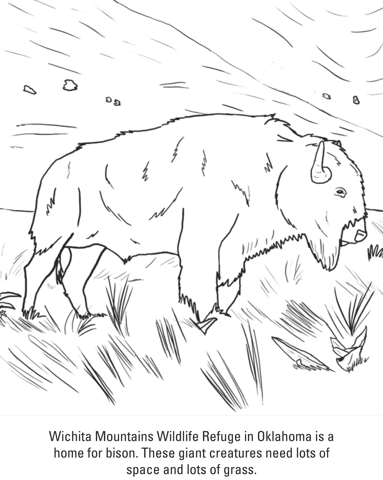 Bison coloring page - ColouringPages