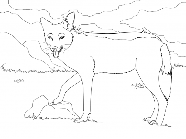 Black Backed Jackal coloring page - ColouringPages