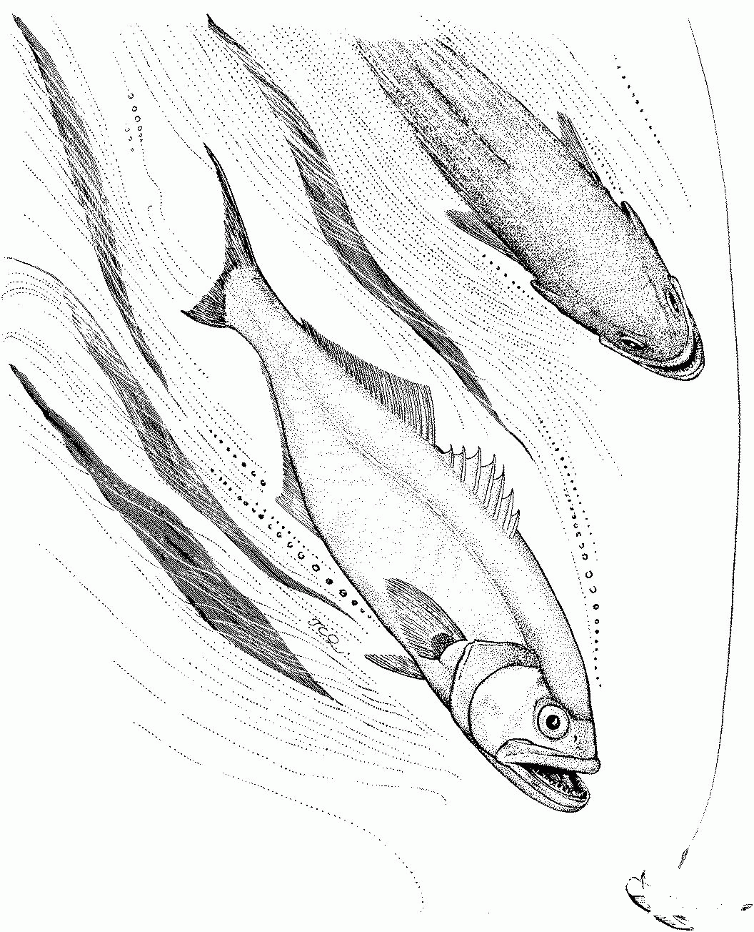 Bluefish Fishing coloring page - ColouringPages