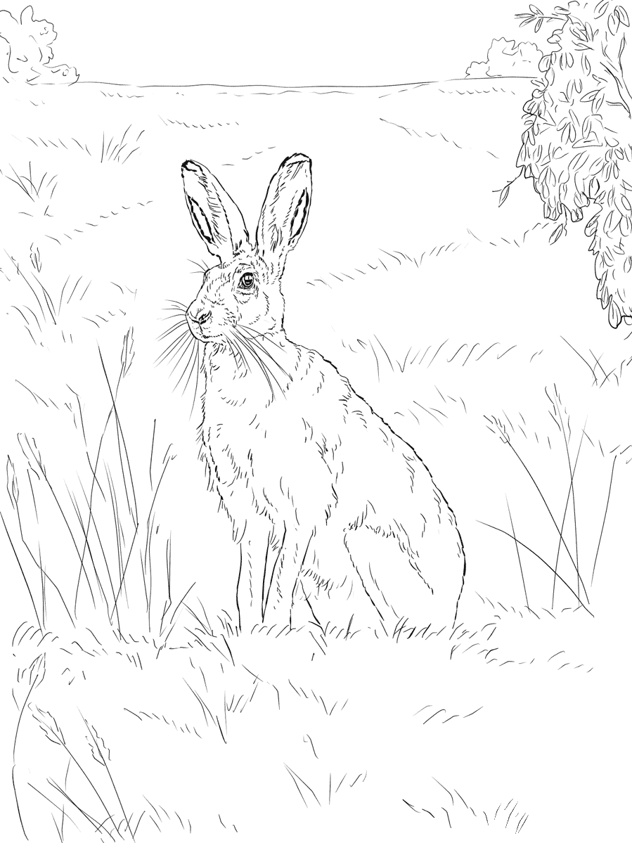 Brown Hare coloring page - ColouringPages