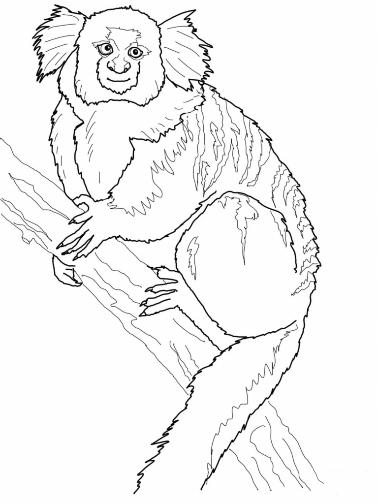 Buffy Tufted Ear Marmoset coloring page - ColouringPages