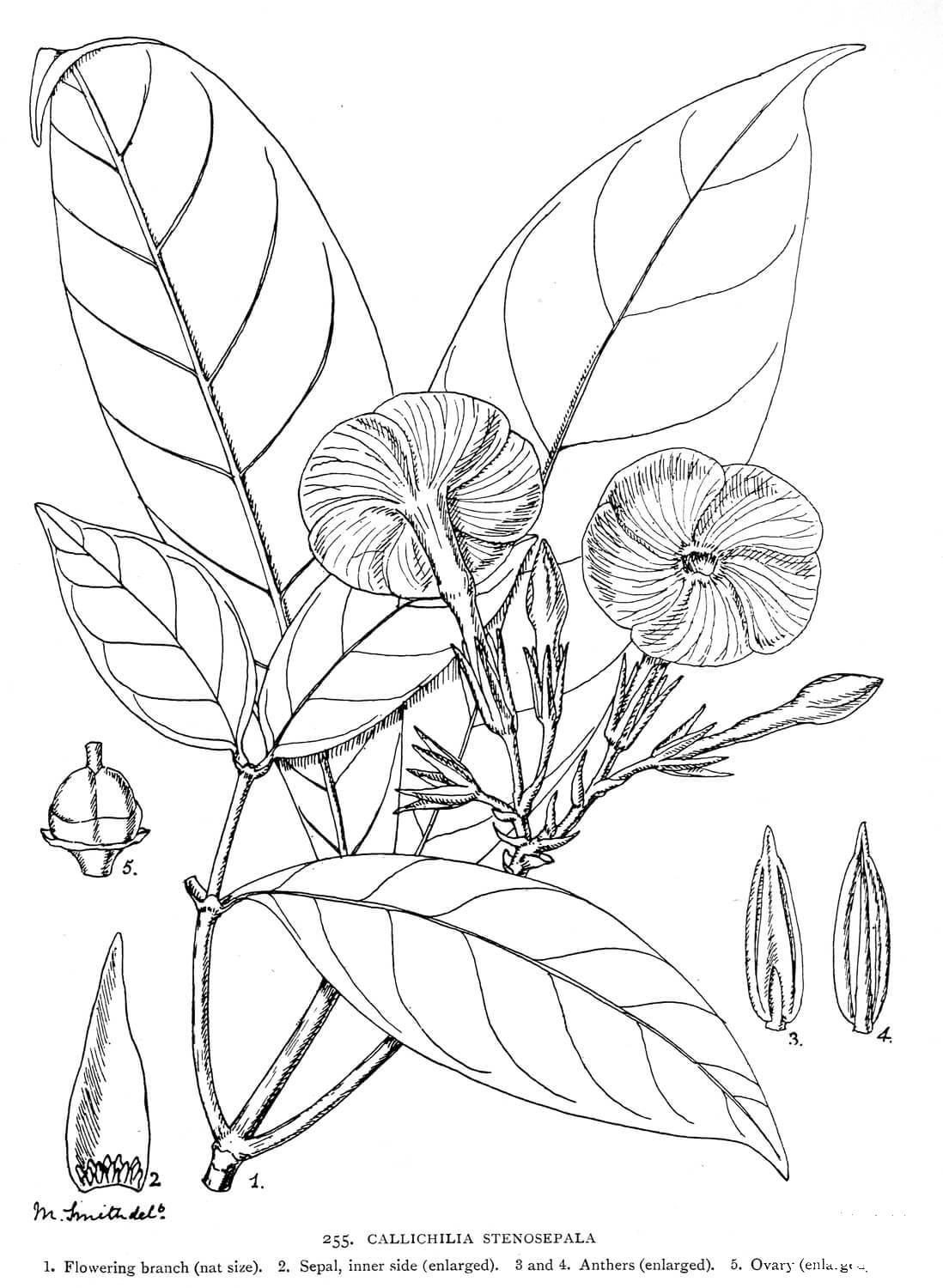 Callichilia Stenosepala coloring page - ColouringPages