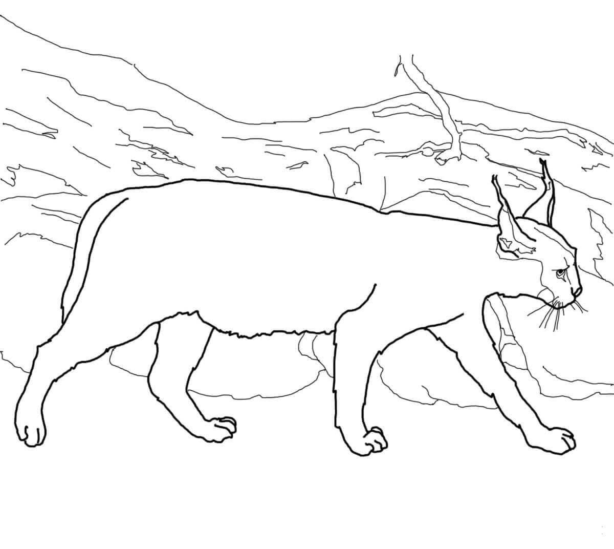 Caracal coloring page - ColouringPages