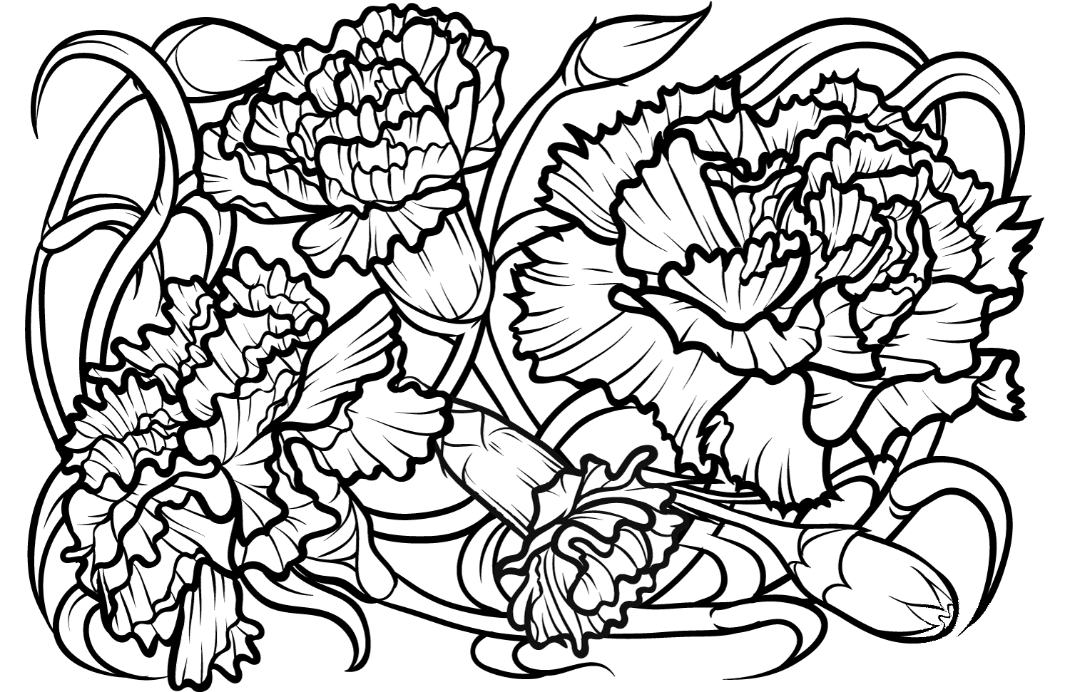 Carnation coloring page - ColouringPages