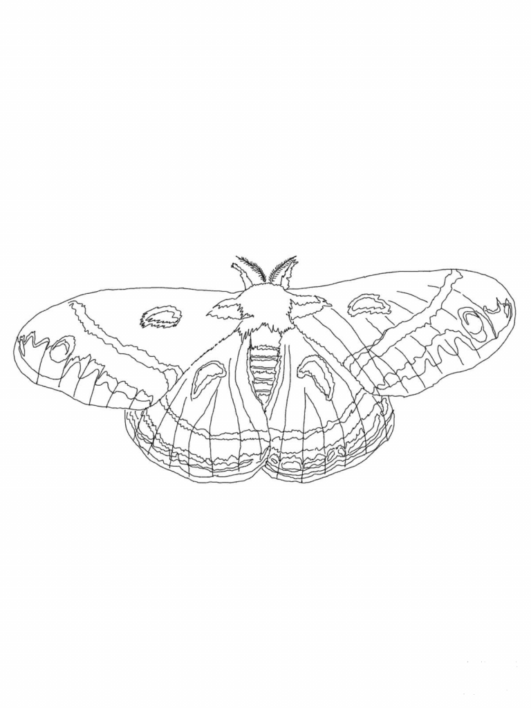 Cecropia Moth coloring page - ColouringPages