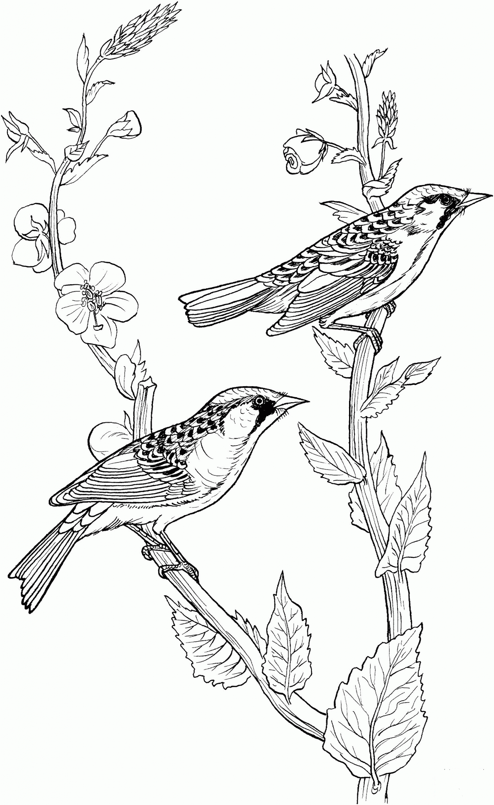 Chestnut Sided Warbler coloring page - ColouringPages