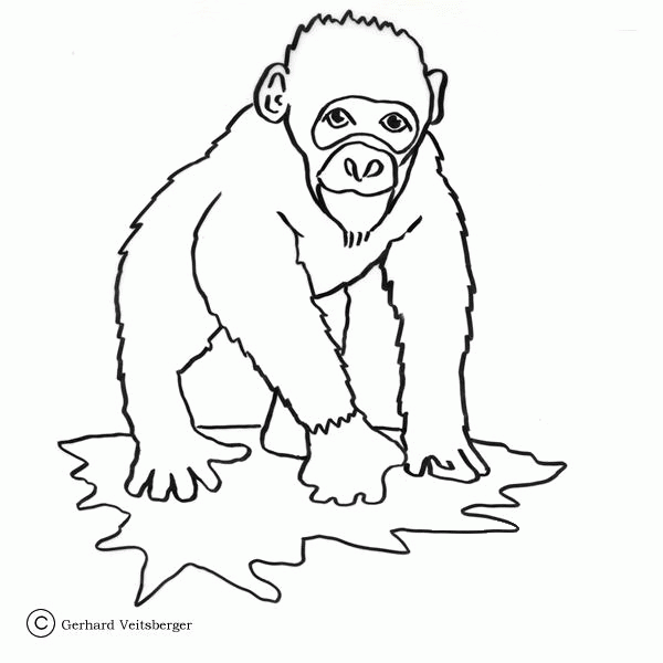 Chimp Ape coloring page - ColouringPages