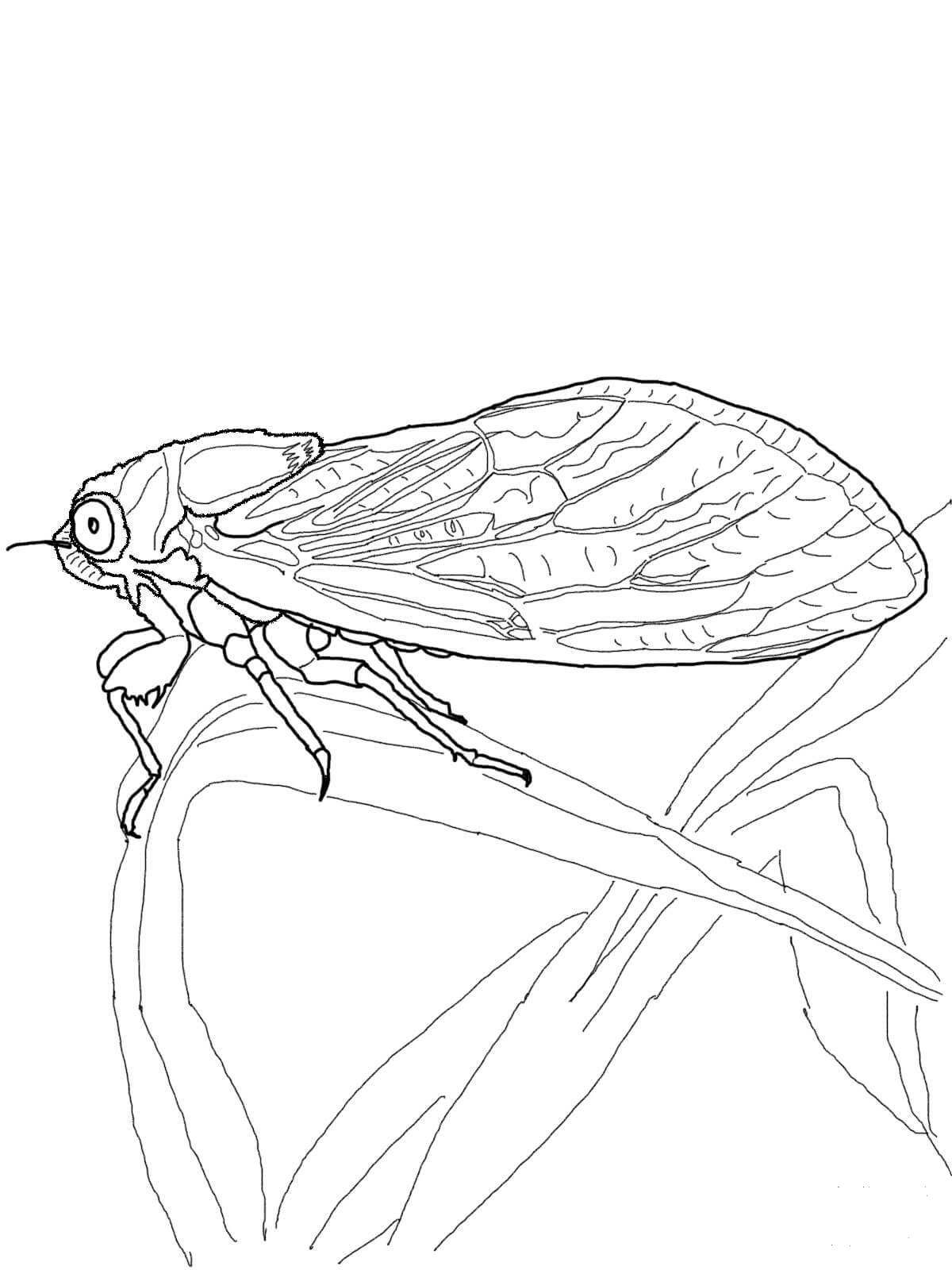 Cicada coloring page - ColouringPages